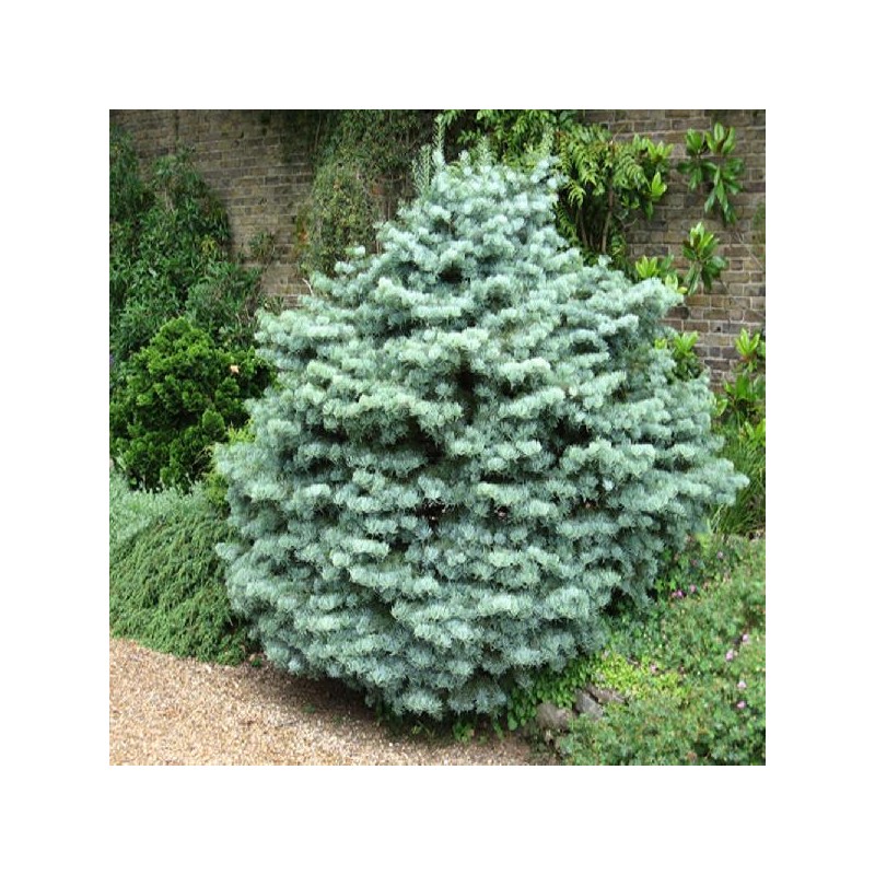 Brad argintiu pitic - GardenExpert.ro