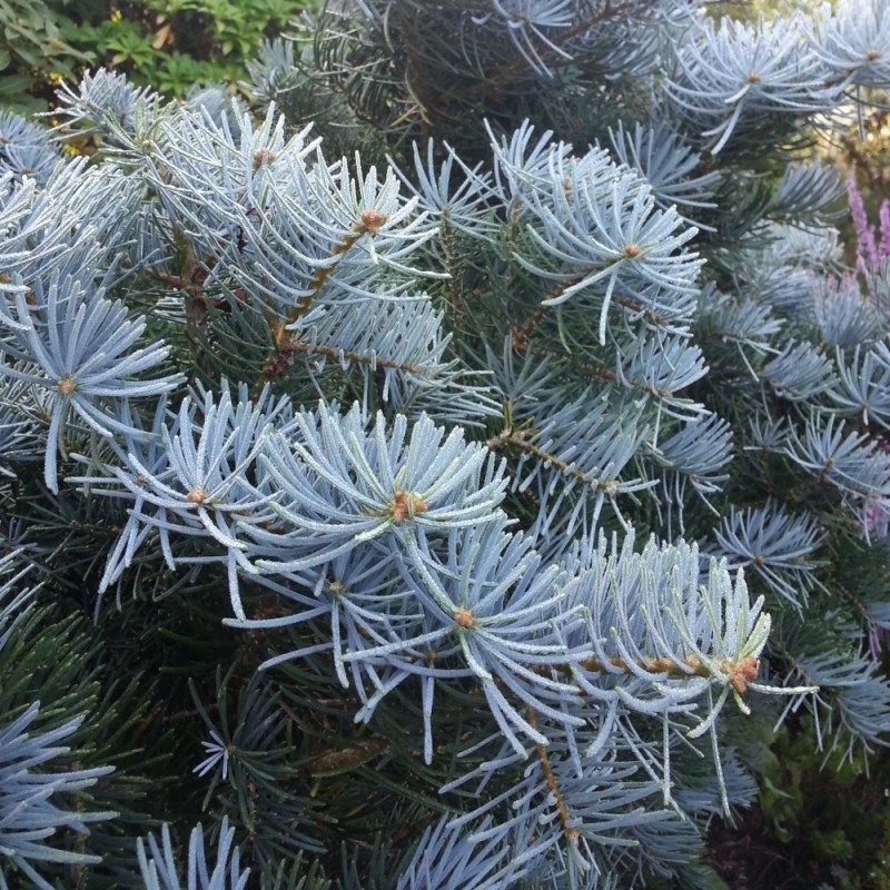 Brad argintiu pitic - GardenExpert.ro