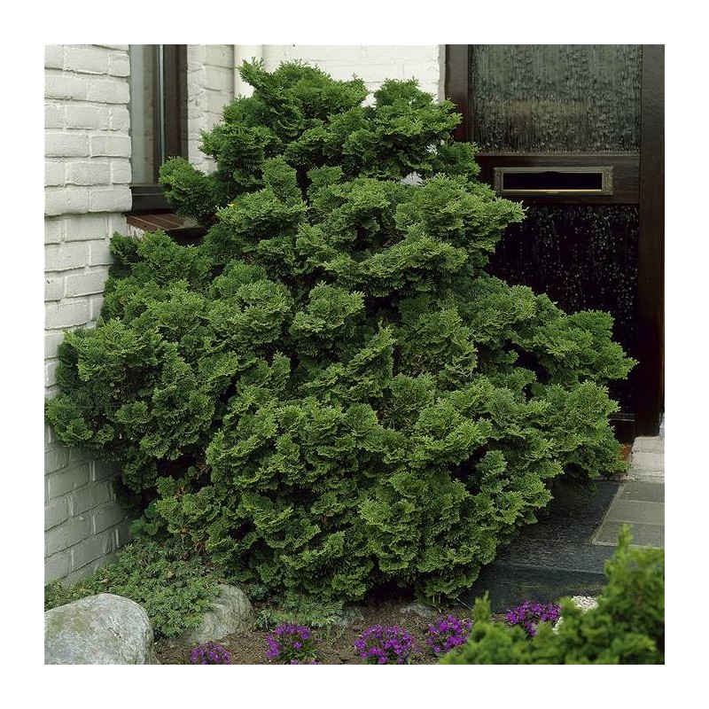 Chiparos Japonez - GardenExpert.ro