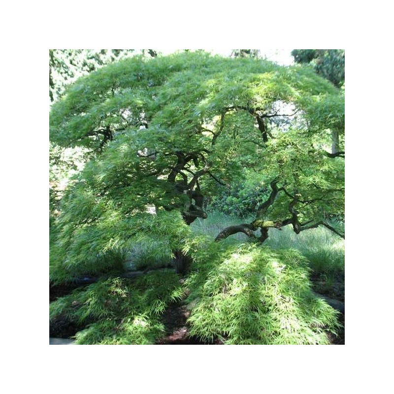 Artar Japonez Dissectum - GardenExpert.ro