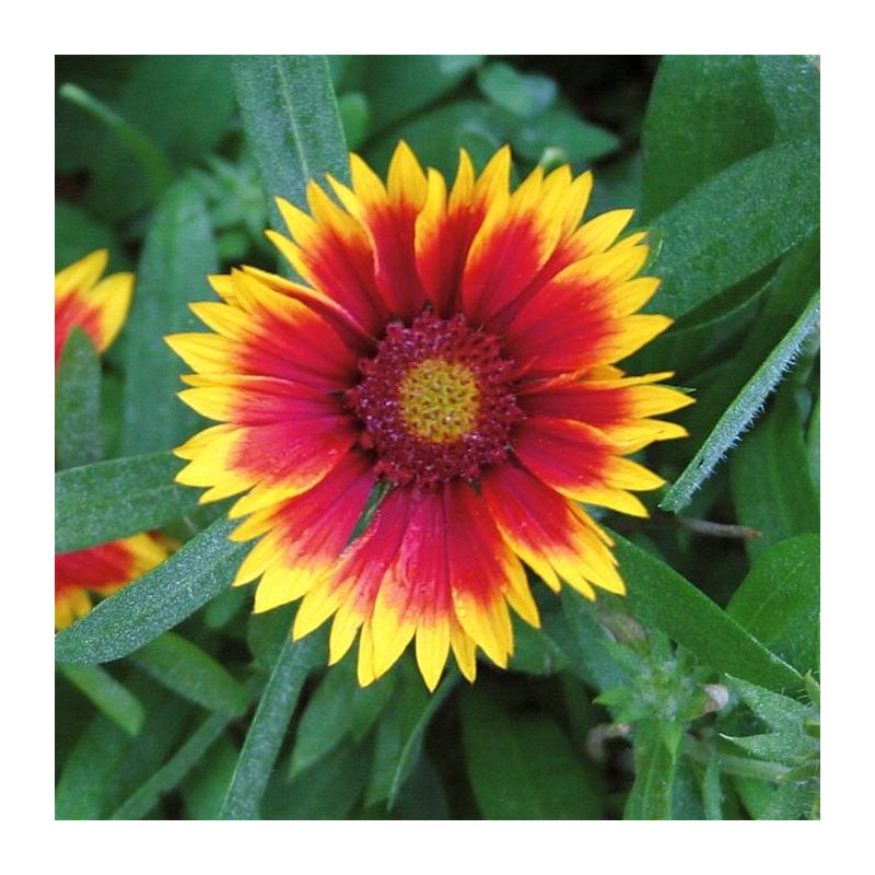 Fluturas - GardenExpert.ro