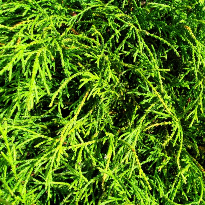 Chiparos japonez Filifera Nana - GardenExpert.ro