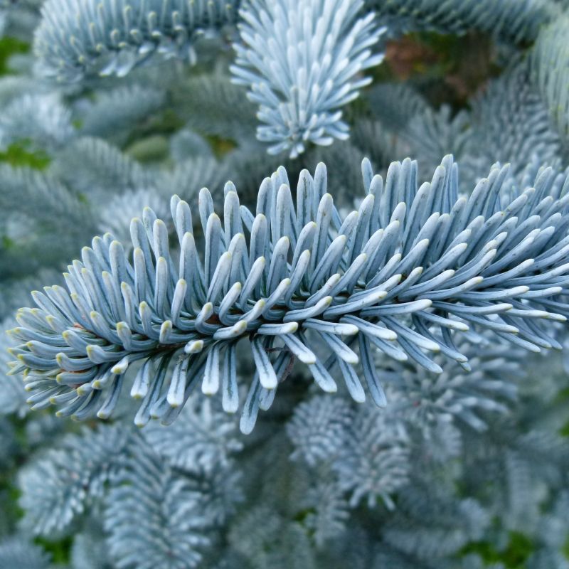 Brad Argintiu Procera - GardenExpert.ro