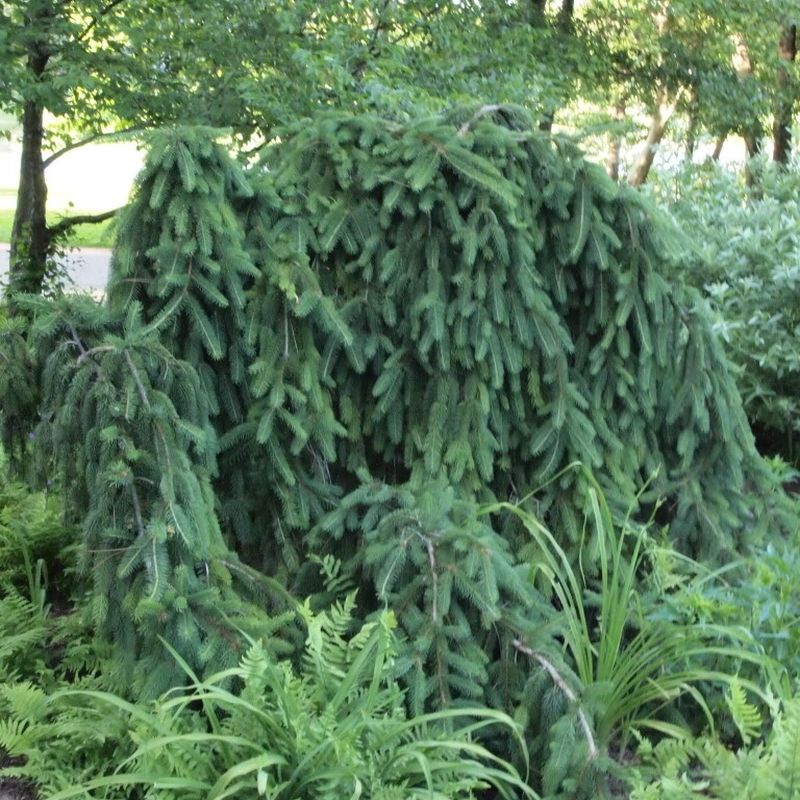 Molid pendular - GardenExpert.ro