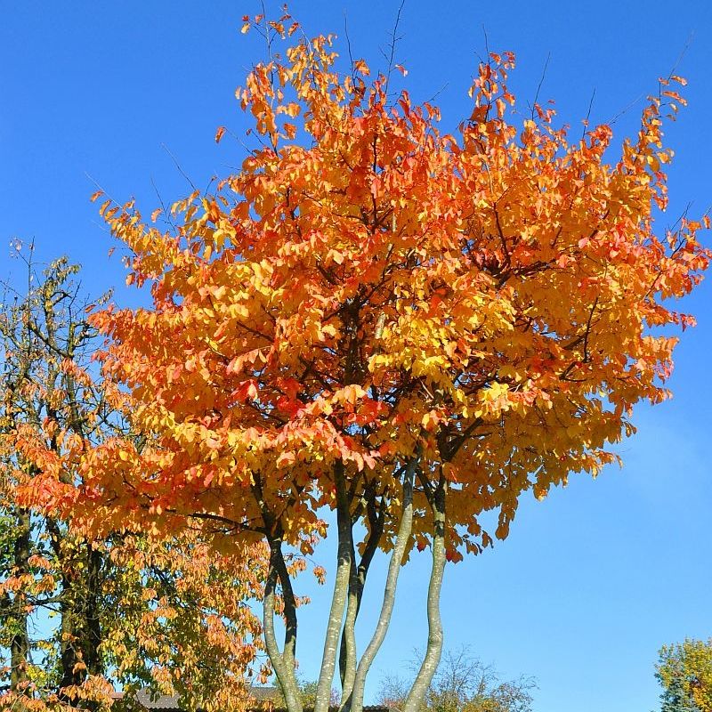 Arbore de fier persan - GardenExpert.ro