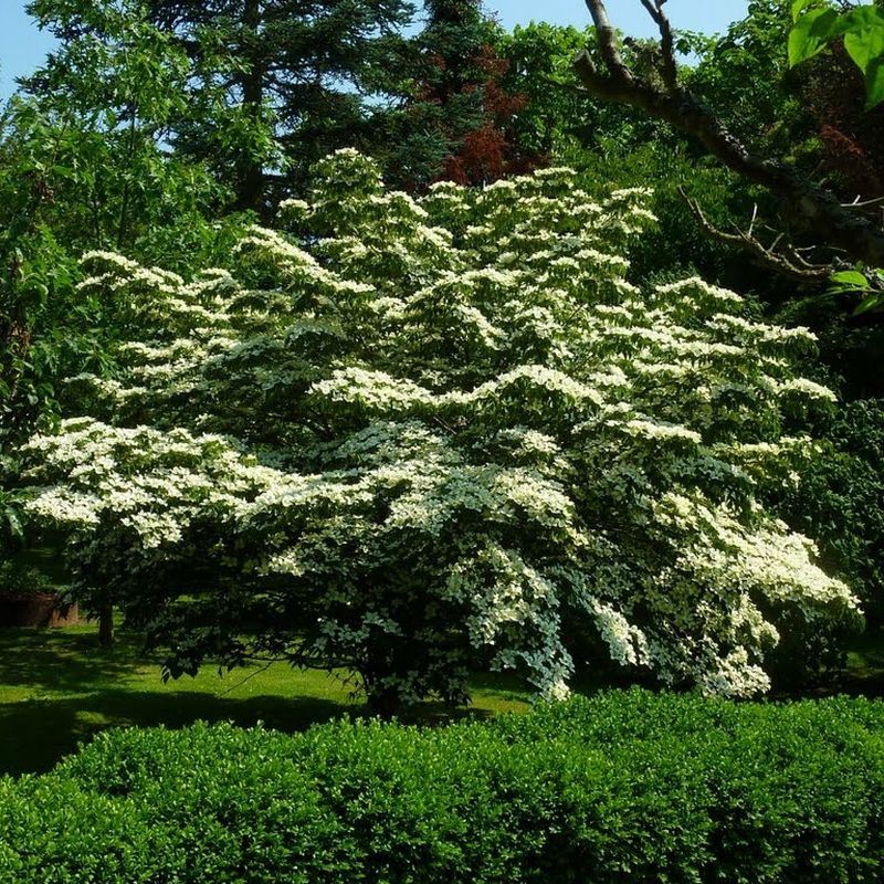 Cornus kousa - GardenExpert.ro