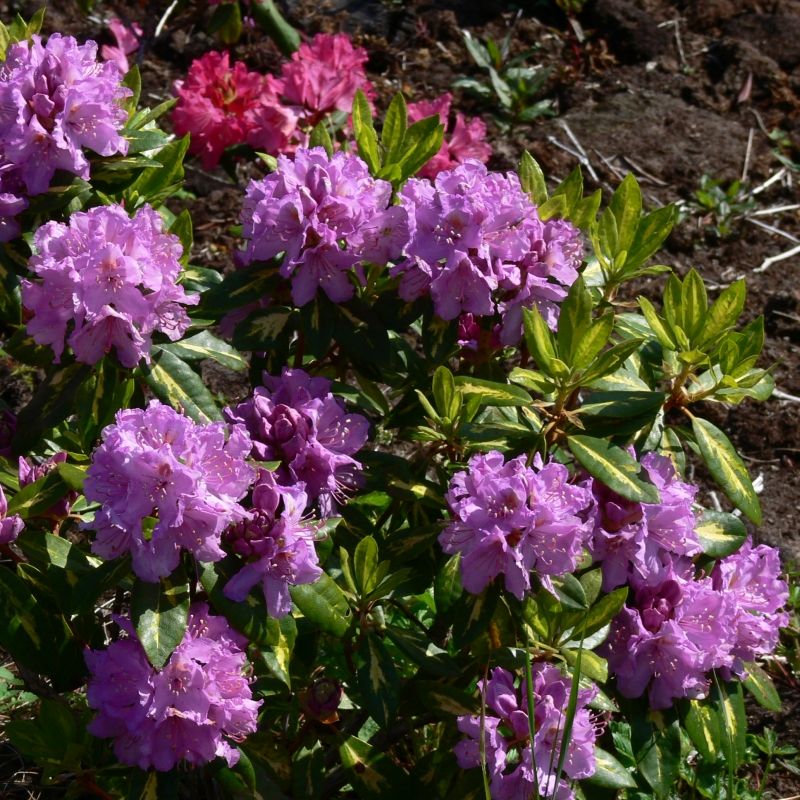 Azalee (Rhododendron) Goldflimmer - GardenExpert.ro