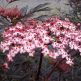 Soc negru Black Lace - GardenExpert.ro