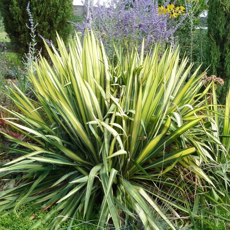 Yucca de gradina Golden Sword - GardenExpert.ro