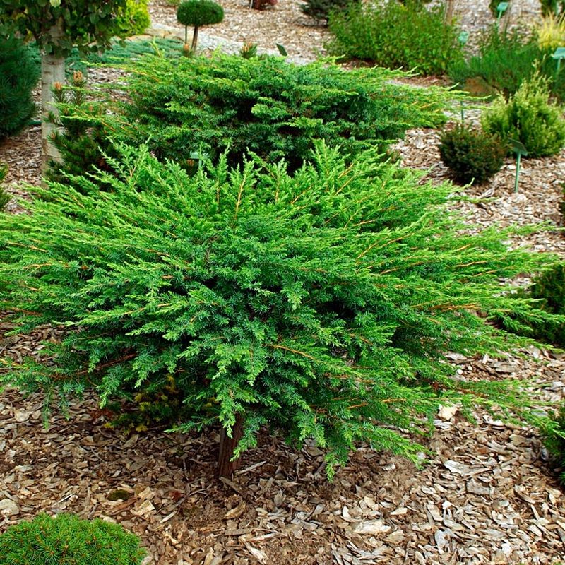 Ienupar tarator Schlager - GardenExpert.ro