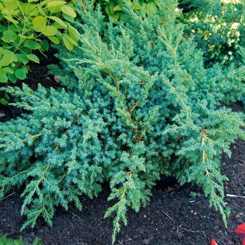 Ienupar Hunnetorp - GardenExpert.ro