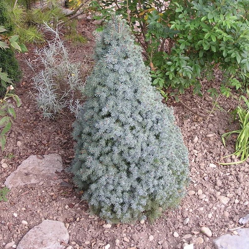 Molid argintiu Sanders Blue - GardenExpert.ro