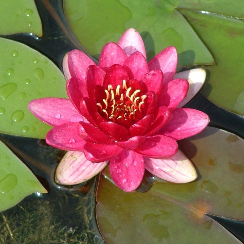 Nufar Attraction - GardenExpert.ro