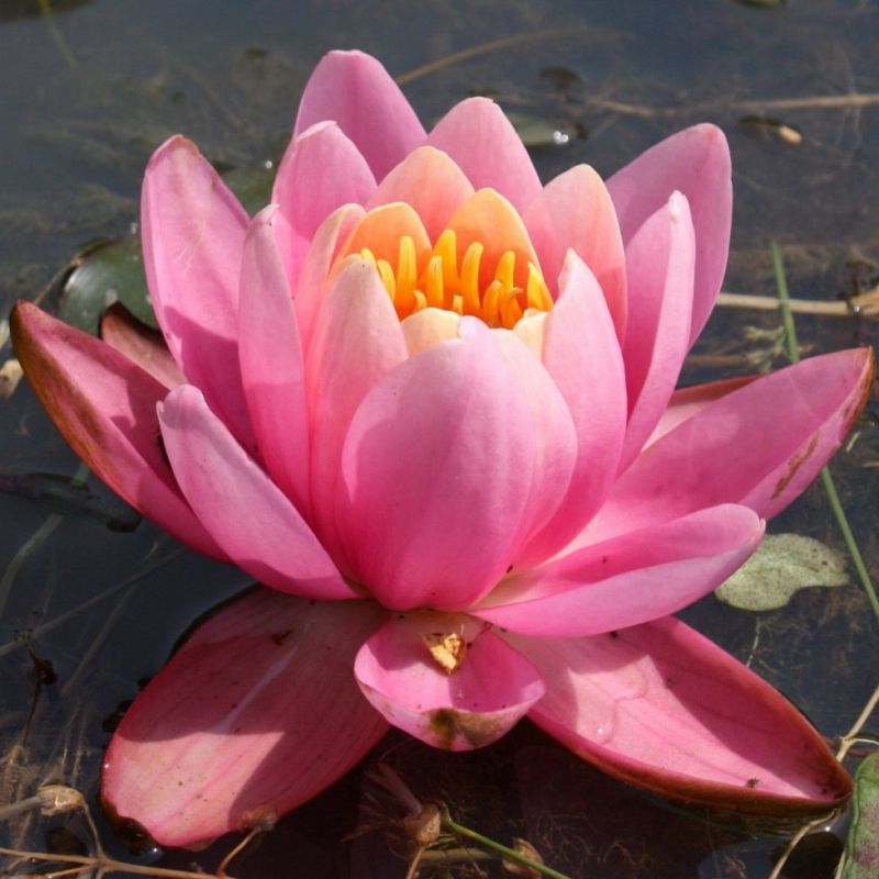 Nufar Fabiola - GardenExpert.ro