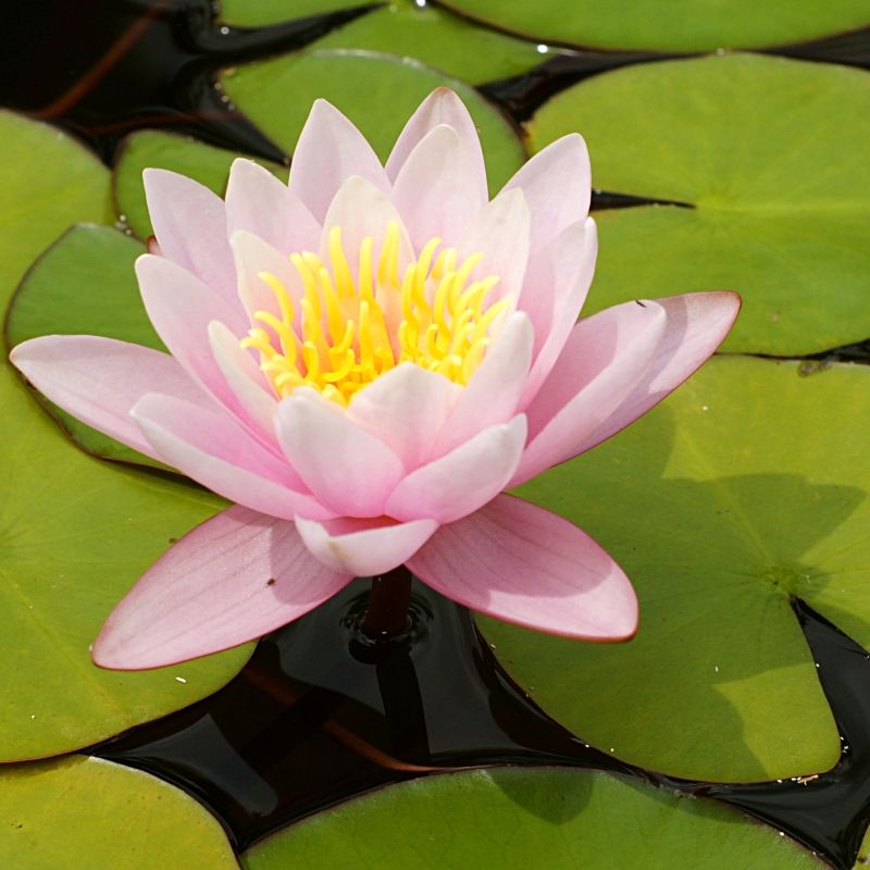 Nufar Marliacea Rosea - GardenExpert.ro