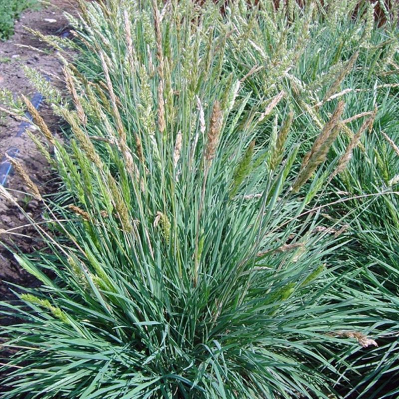 Iarba Albastra Koeleria glauca - GardenExpert.ro