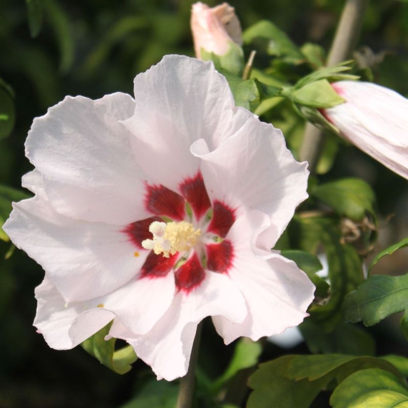 Hibiscus syriacus Mathilde - GardenExpert.ro