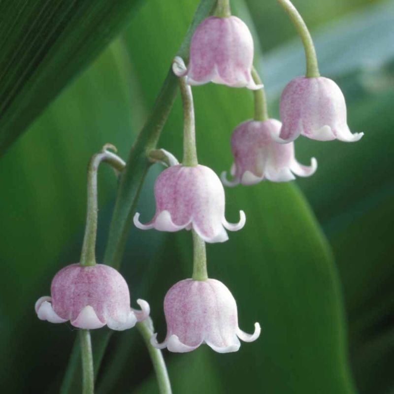 Lacramioara roz - GardenExpert.ro