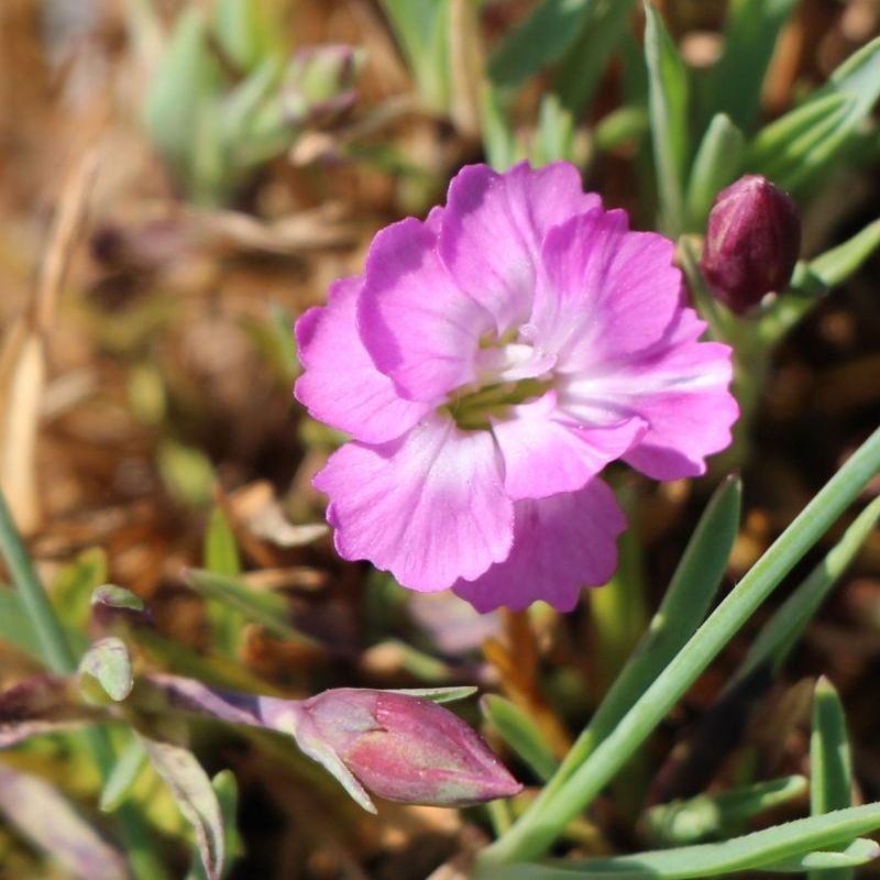 Garofita Pink Jewel - GardenExpert.ro