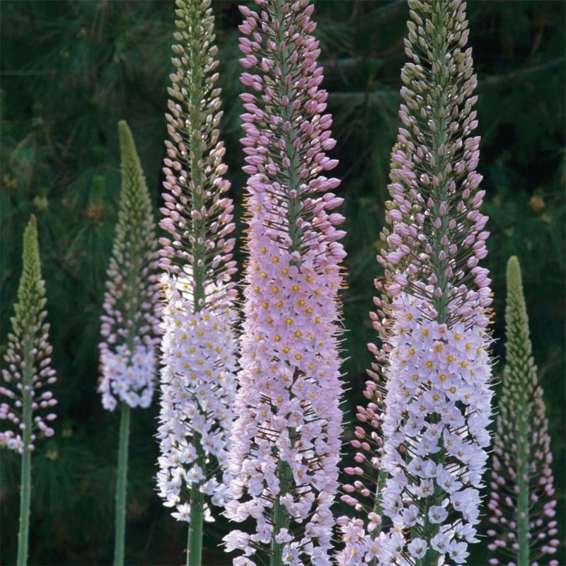 Eremurus robustus - GardenExpert.ro