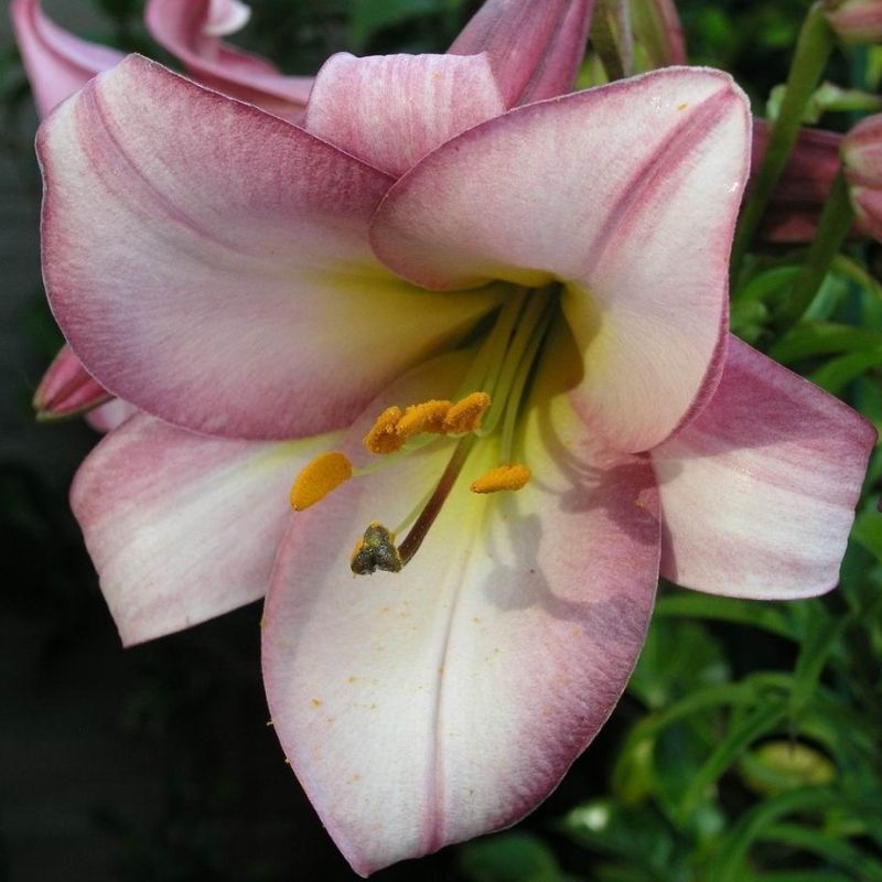 Crin Pink Perfection - GardenExpert.ro