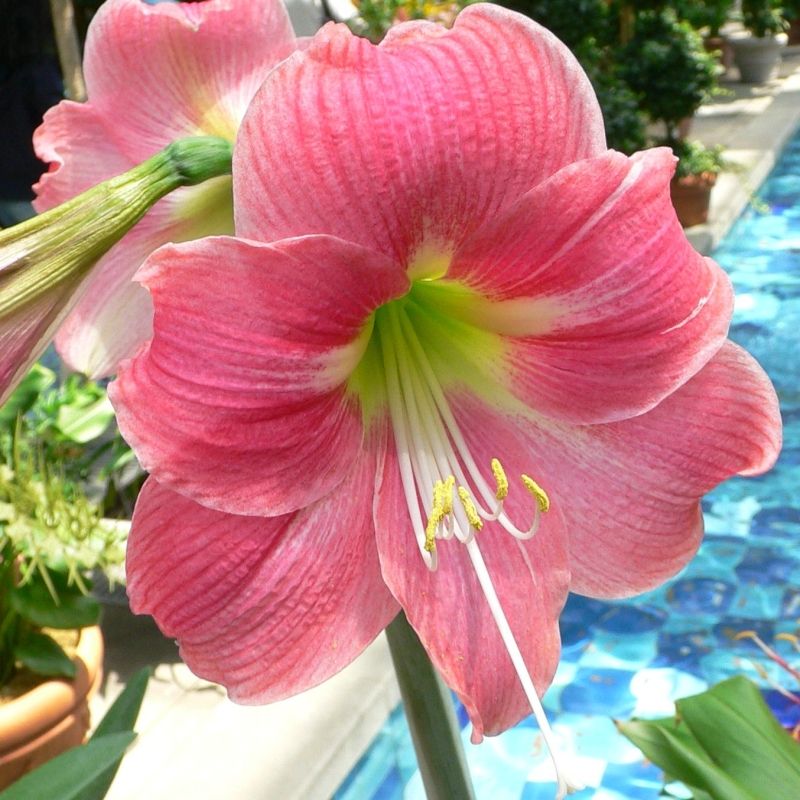 Crin Amaryllis Rosa - GardenExpert.ro