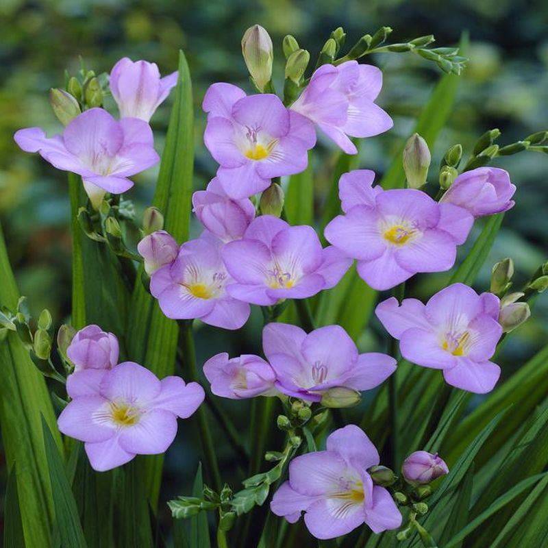 Frezie Single Blue - GardenExpert.ro