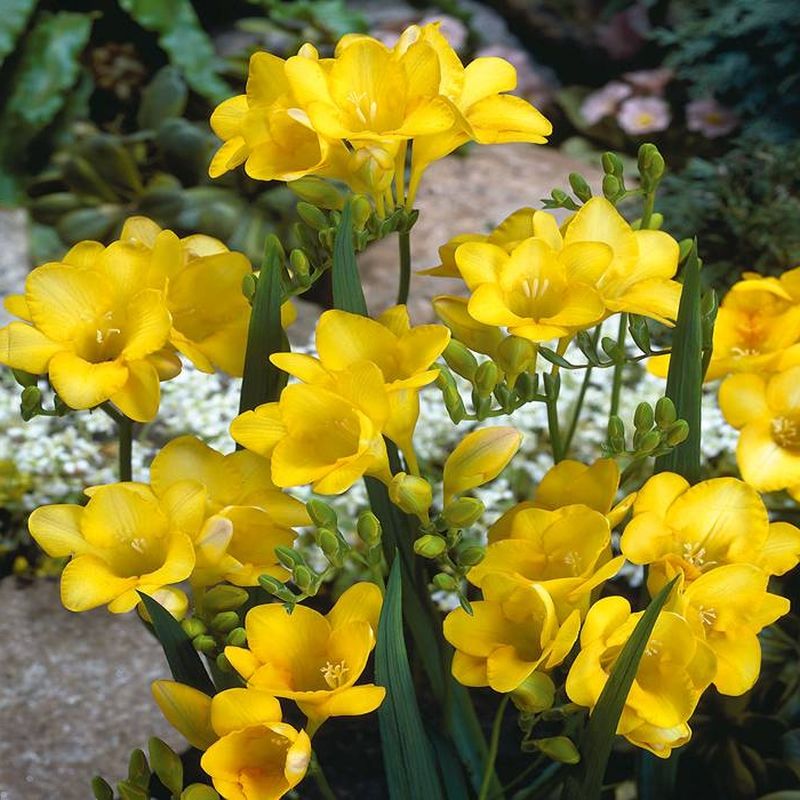 Frezie Single Yellow - GardenExpert.ro