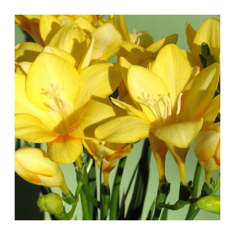 Frezie Single Yellow - GardenExpert.ro