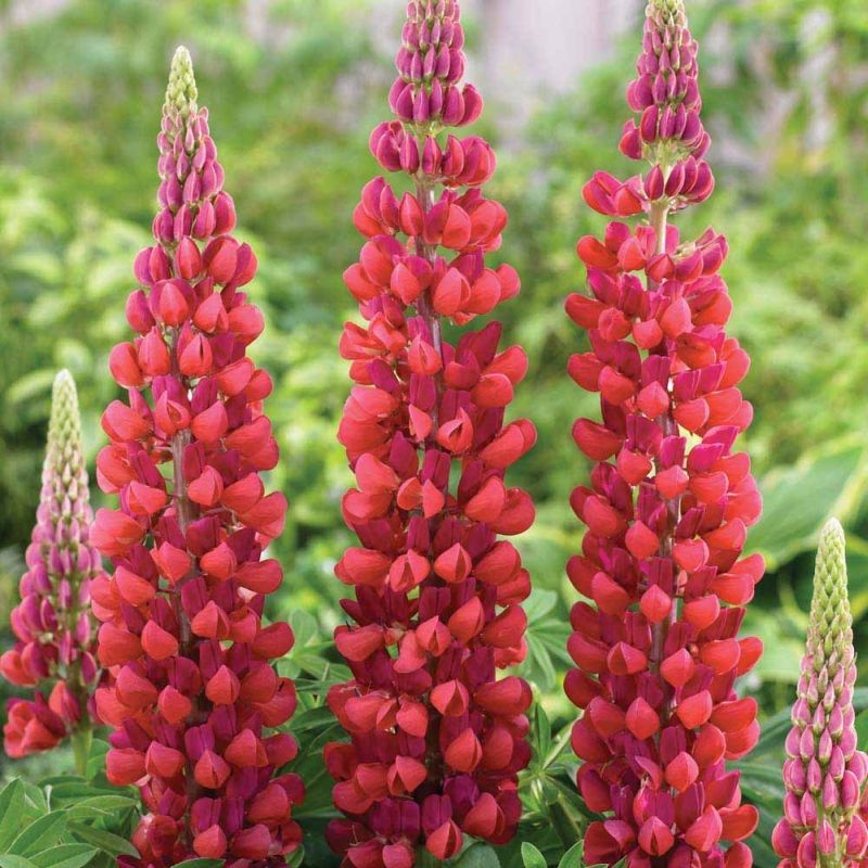 Cafelute Lupinus My Castle - GardenExpert.ro