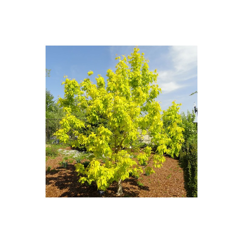 Artar American Auriu - GardenExpert.ro