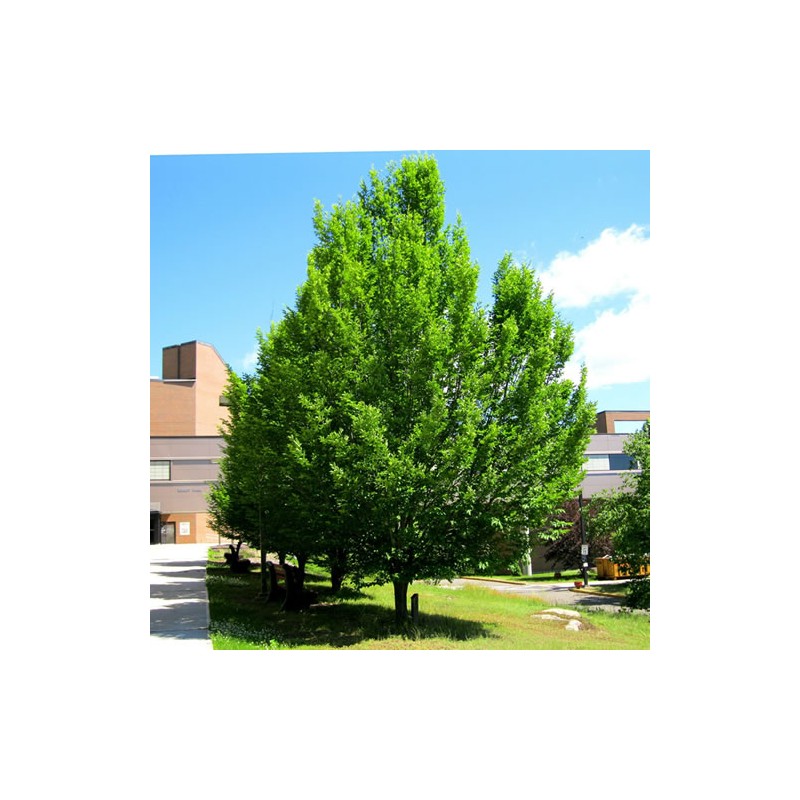 Carpen - GardenExpert.ro