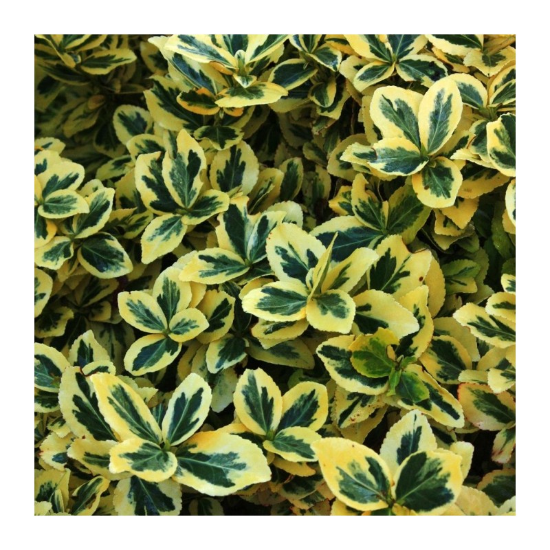 Salba Mare Emerald Gold - GardenExpert.ro