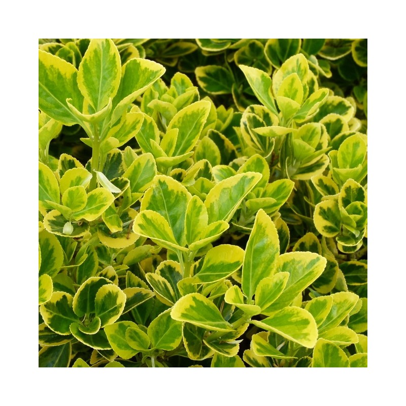 Salba Japoneza Aureomarginatus - GardenExpert.ro