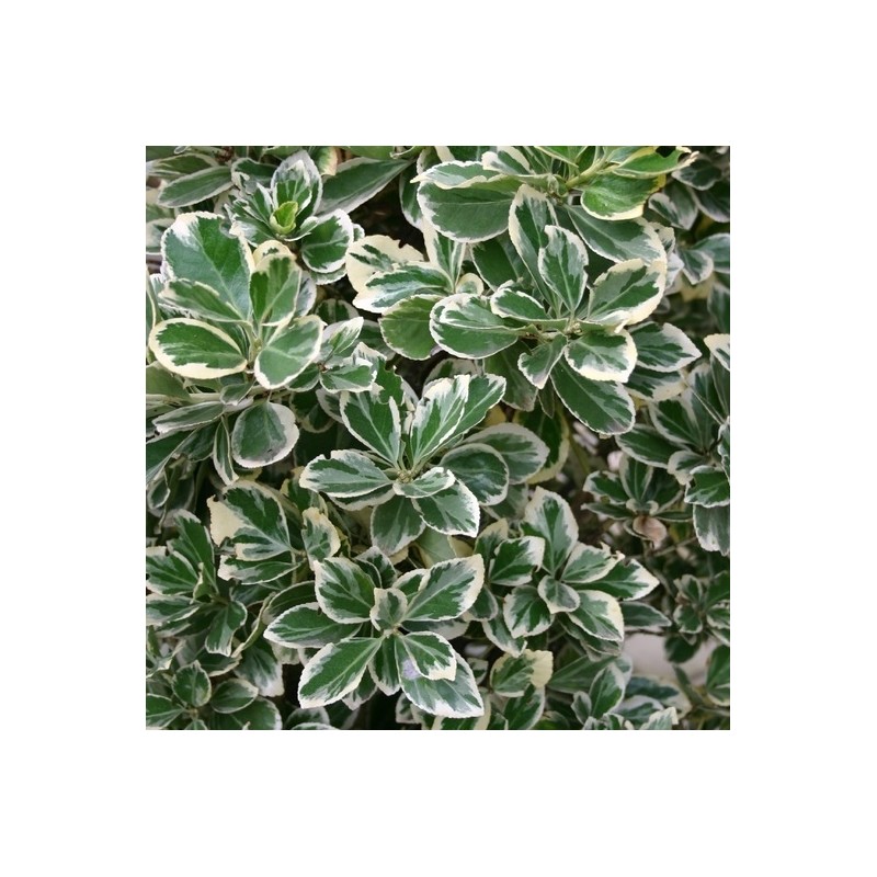 Salba Japoneza President Gauthier - GardenExpert.ro