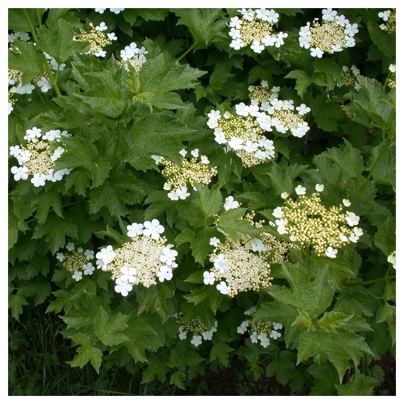 Calin Opulus Compactum - GardenExpert.ro