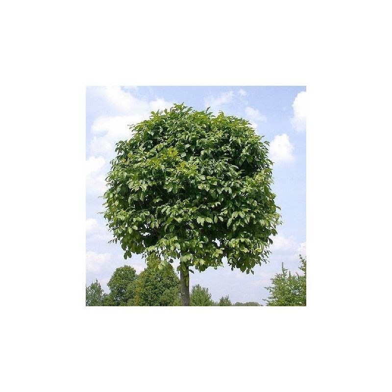 Frasin Globular - GardenExpert.ro