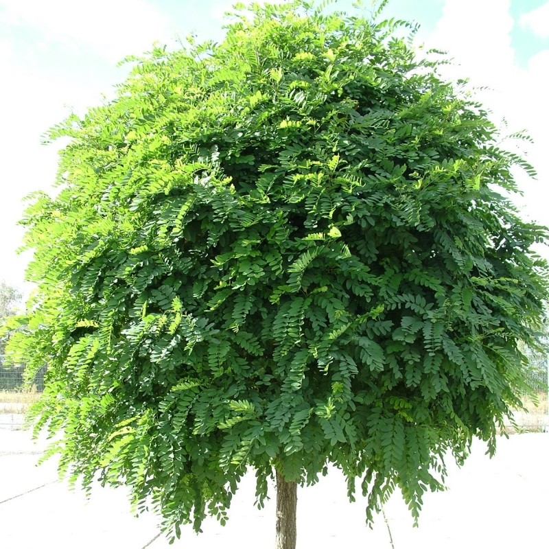 Salcam Globular - GardenExpert.ro