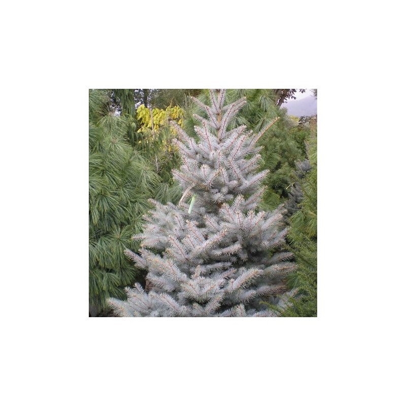 Brad Argintiu Edit - GardenExpert.ro