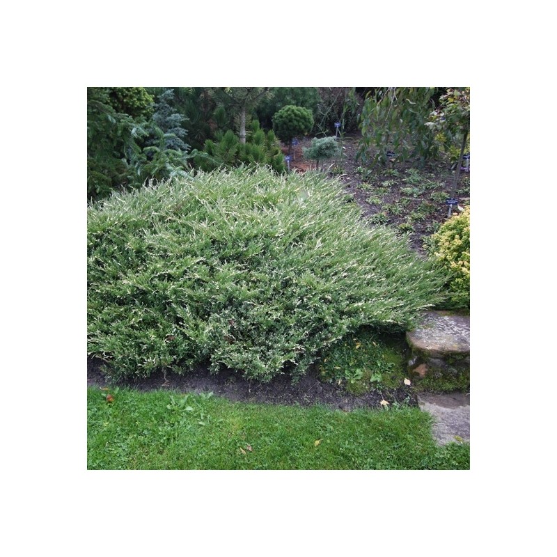 Ienupar Orizontal Andorra Compacta Variegata - GardenExpert.ro