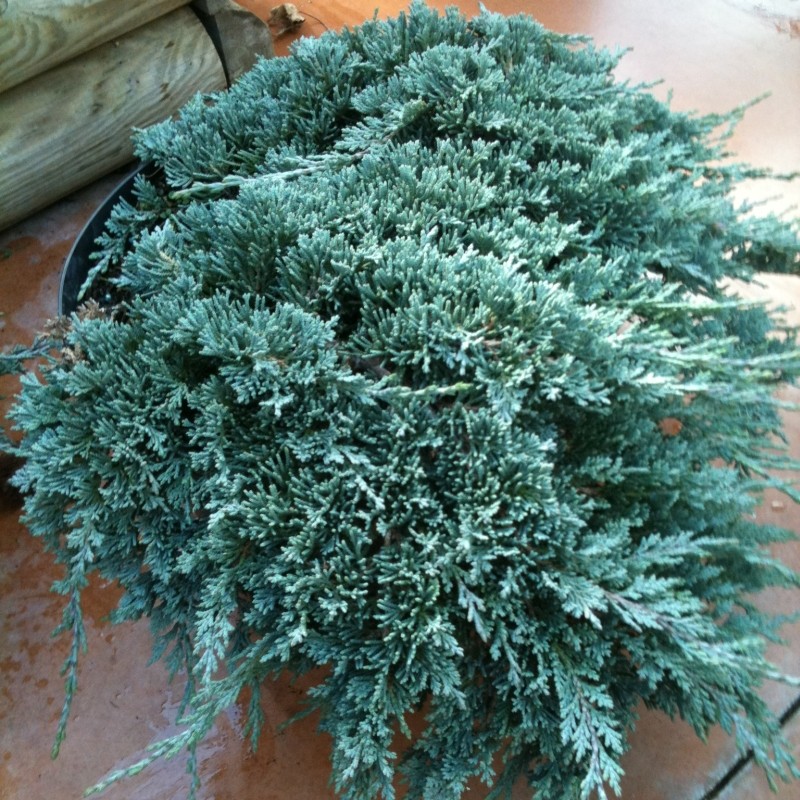 Ienupar Orizontal Icee Blue - GardenExpert.ro