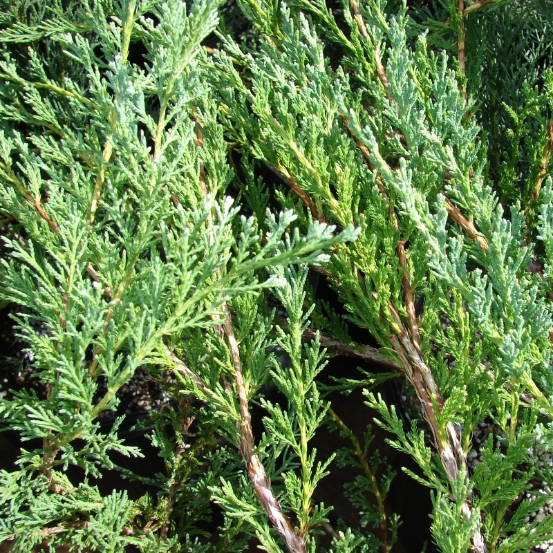 Ienupar Orizontal - GardenExpert.ro