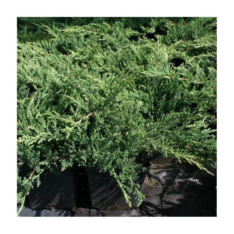 Ienupar Orizontal Prince of Wales - GardenExpert.ro