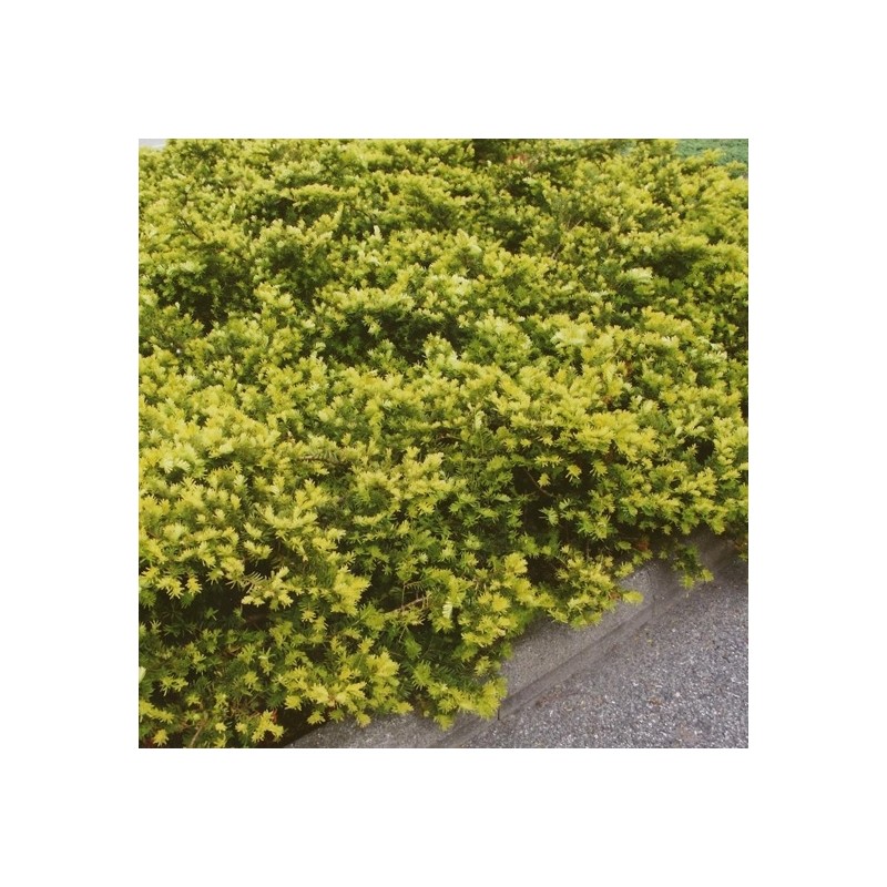 Tisa Summergold - GardenExpert.ro